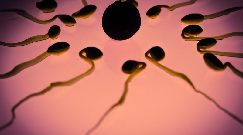 Quelles sont les étapes de la nidation ? - Pharmacie Affaires